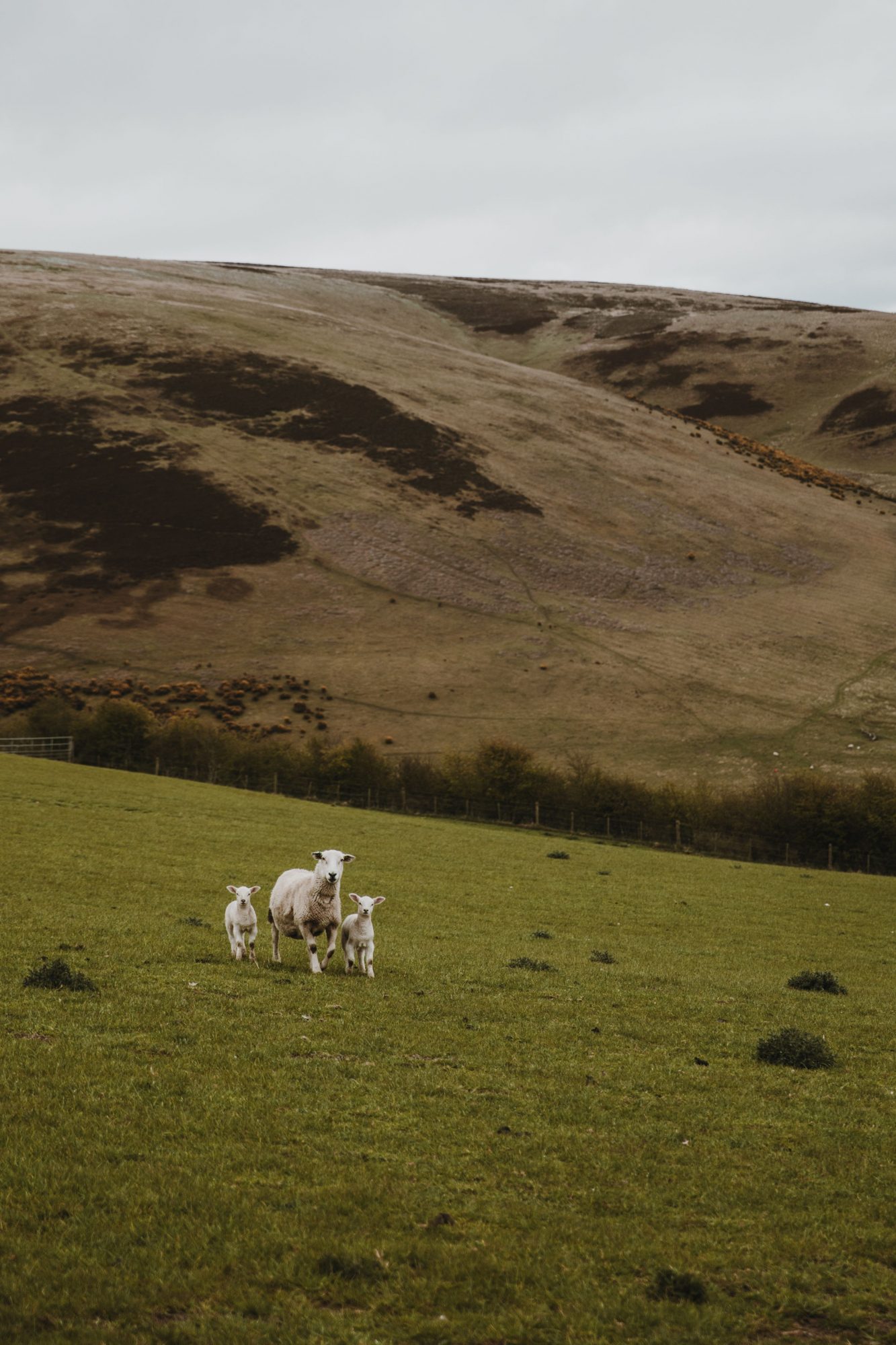 Gallery - Landscapes, Cottages & Grounds - Hillhouse Farm Escapes