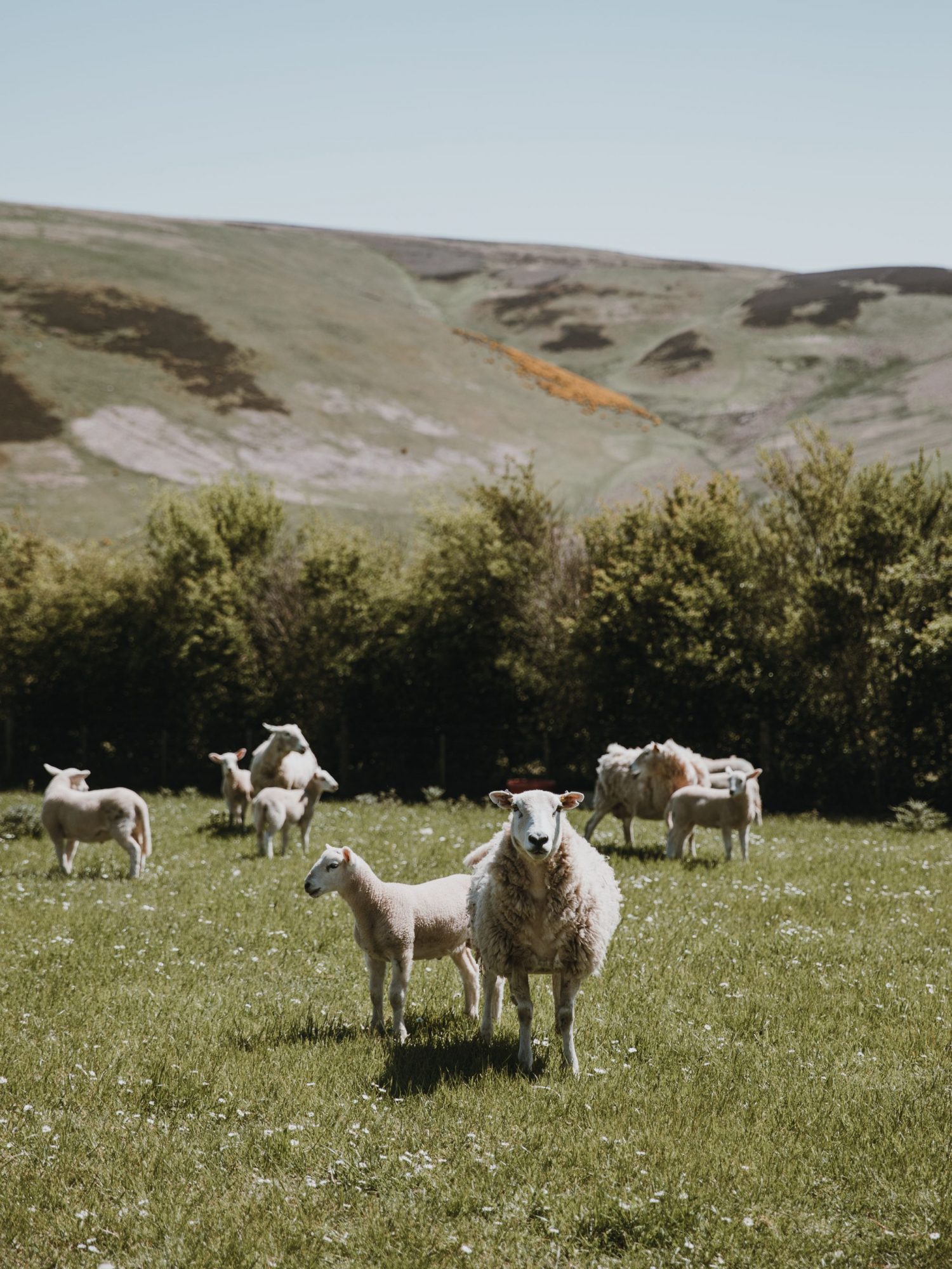 Gallery - Landscapes, Cottages & Grounds - Hillhouse Farm Escapes